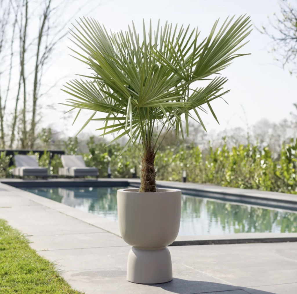 De mooiste planten voor in een pot | Mamablogger